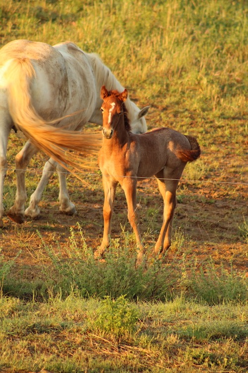 Bien être des juments - lait de jument de camargue